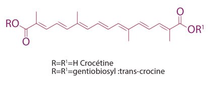 Safran Bio, l’Or rouge contre la dépression